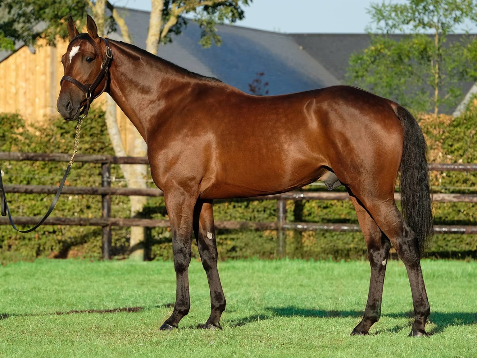 Helgafell - Étalon Trotteur - Haras de Bouttemont
